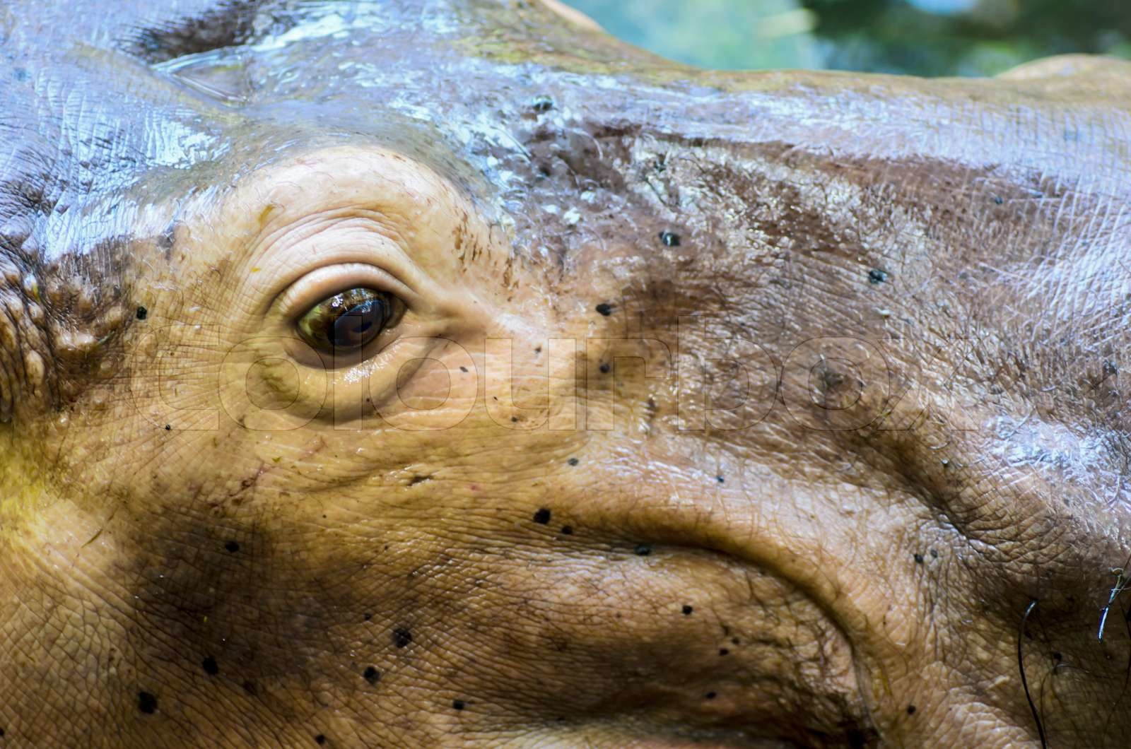 Hippo Eye | Stock image | Colourbox
