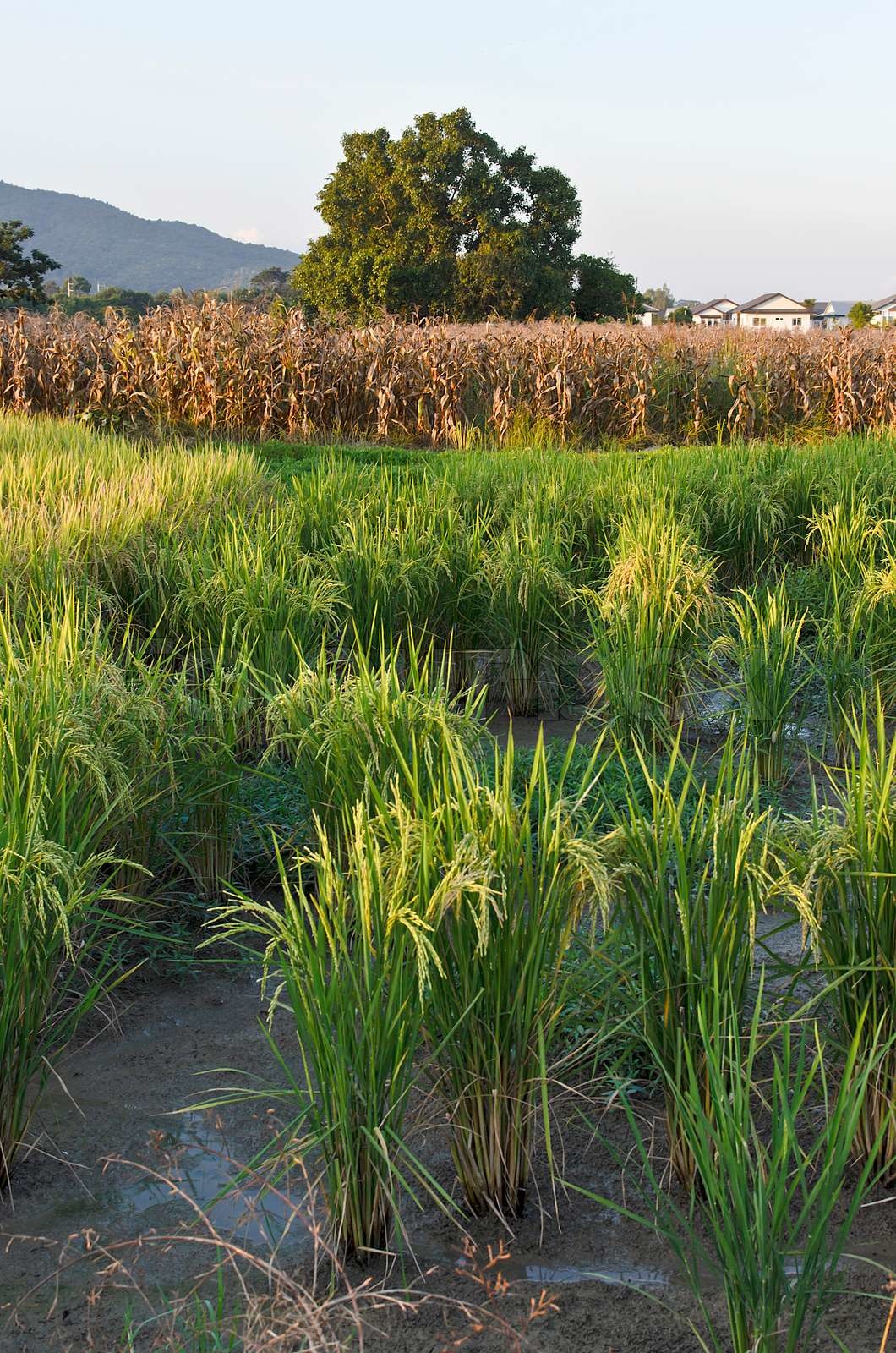 Reis und Mais Farm | Stock Bild | Colourbox