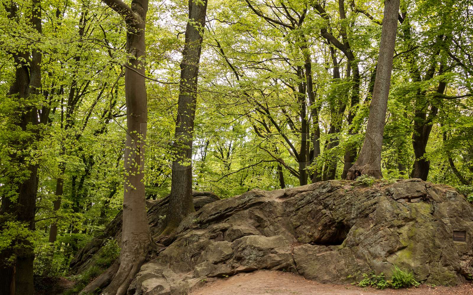 walking track with rocks in germany near tecklenburg | Stock image ...