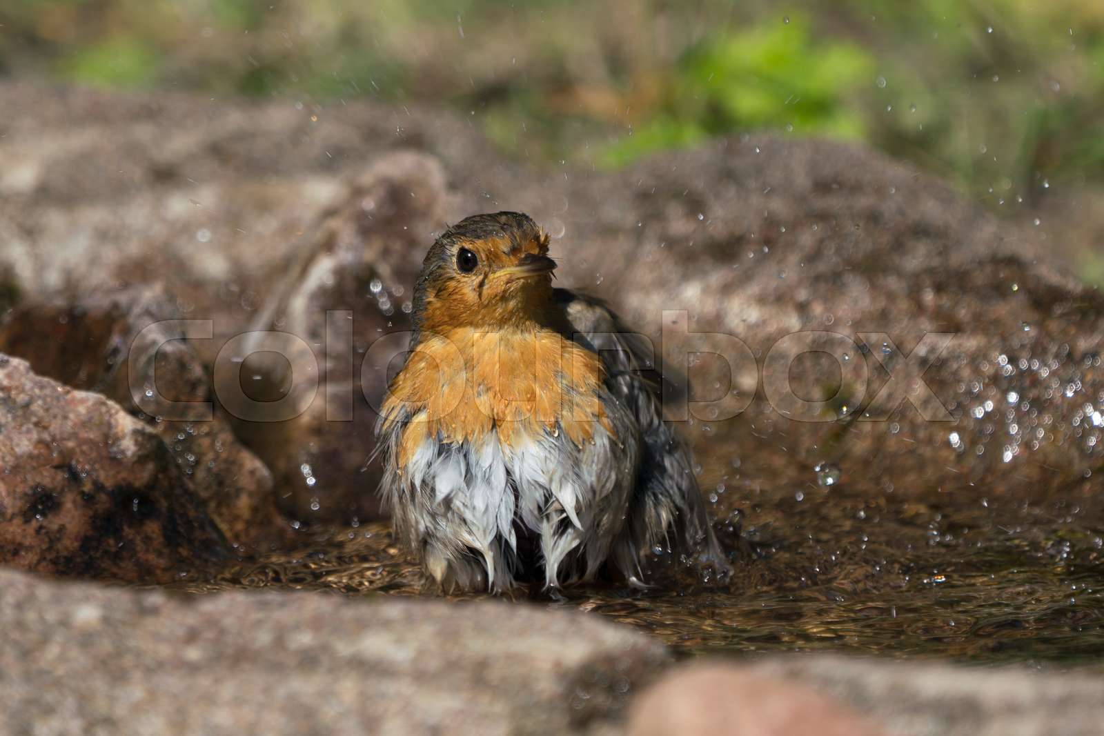 Red robin sitting in a birdbath | Stock image | Colourbox
