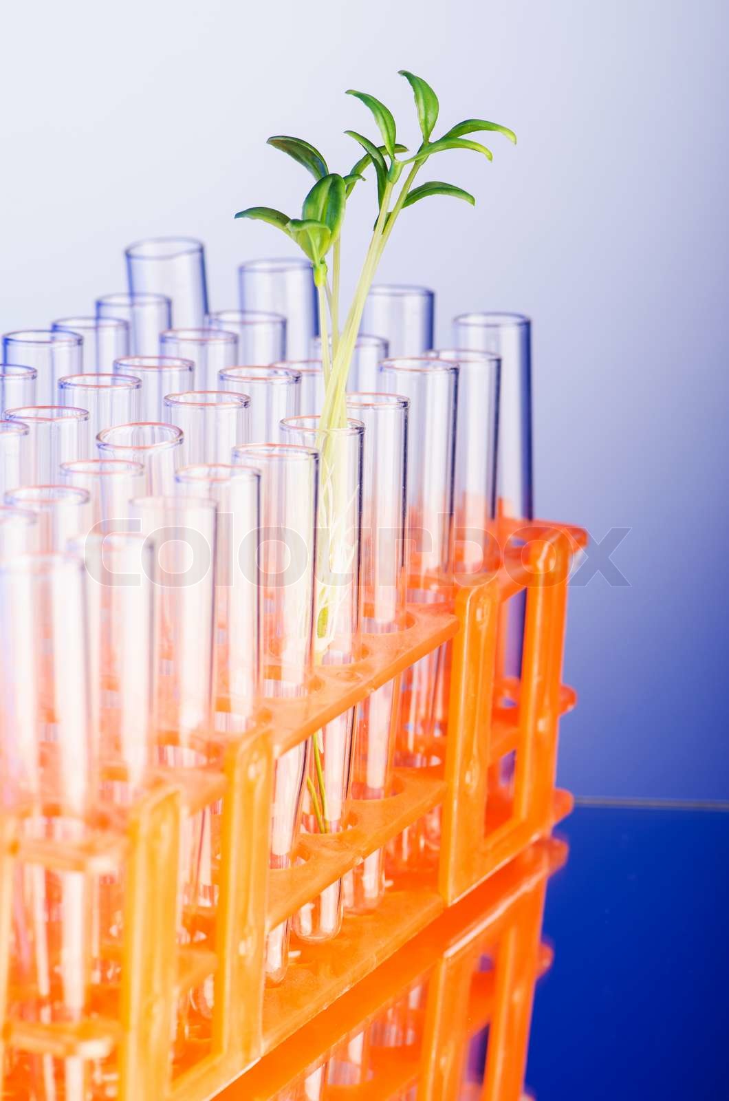 Lab experiment with green seedlings | Stock image | Colourbox