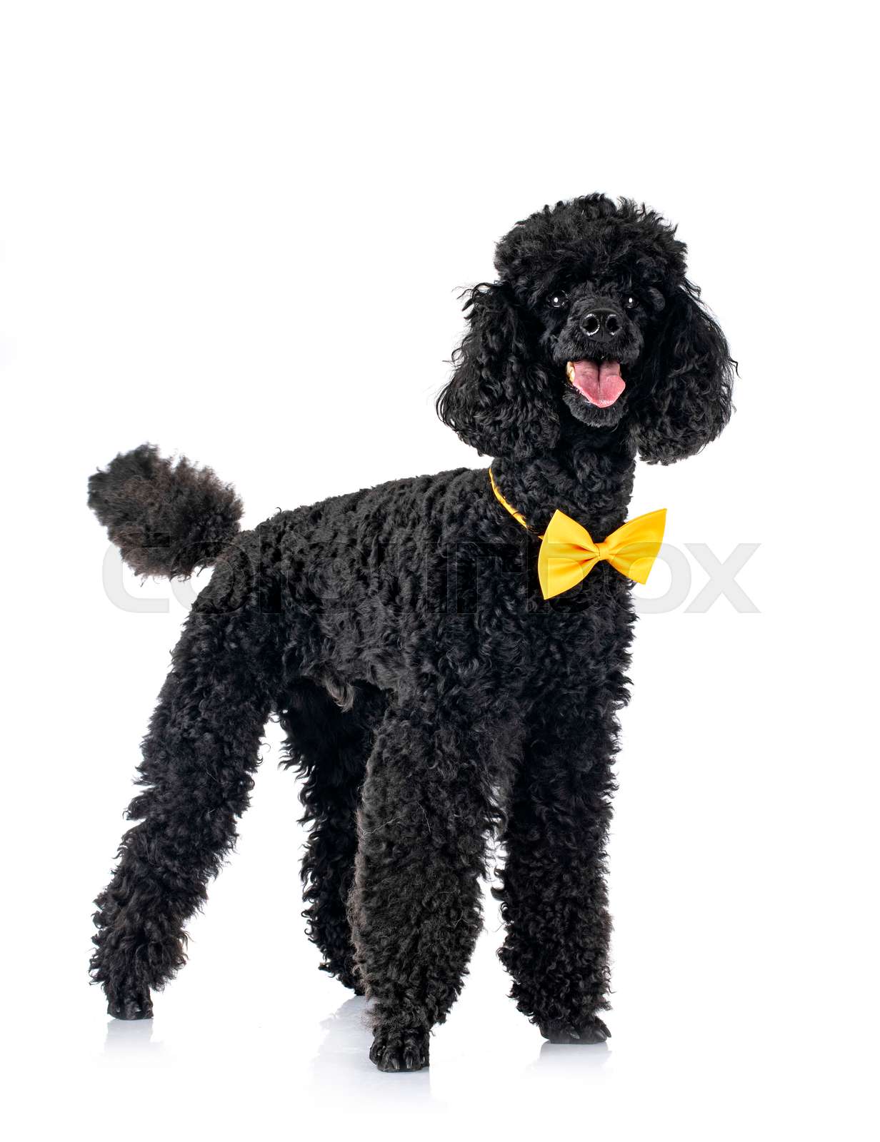 poodle in studio | Stock image | Colourbox