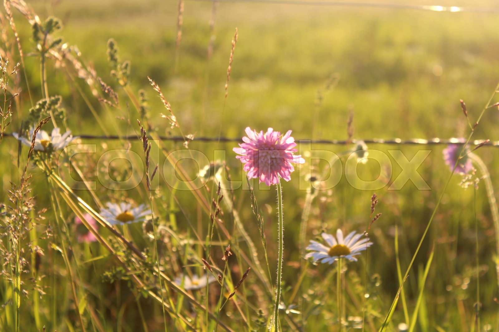 Wilde Wiesenblumen am Weidezaun. Ackerwitwenblume, Margeriten und ...