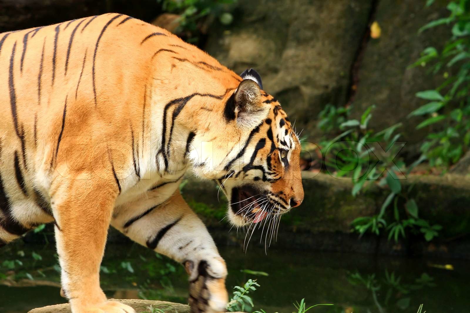 asia tiger | Stock image | Colourbox
