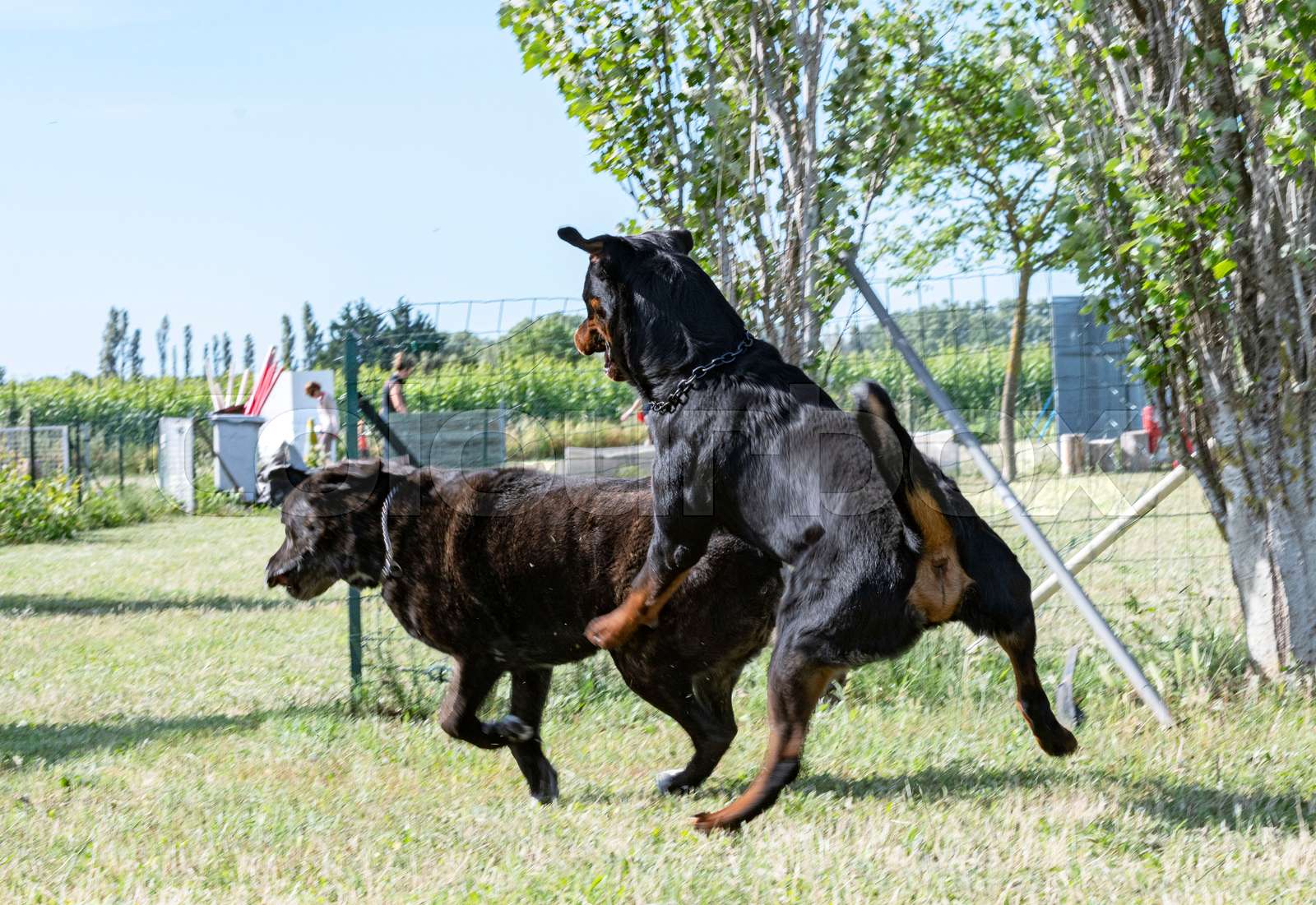 cane corso and rottweiler | Stock image | Colourbox