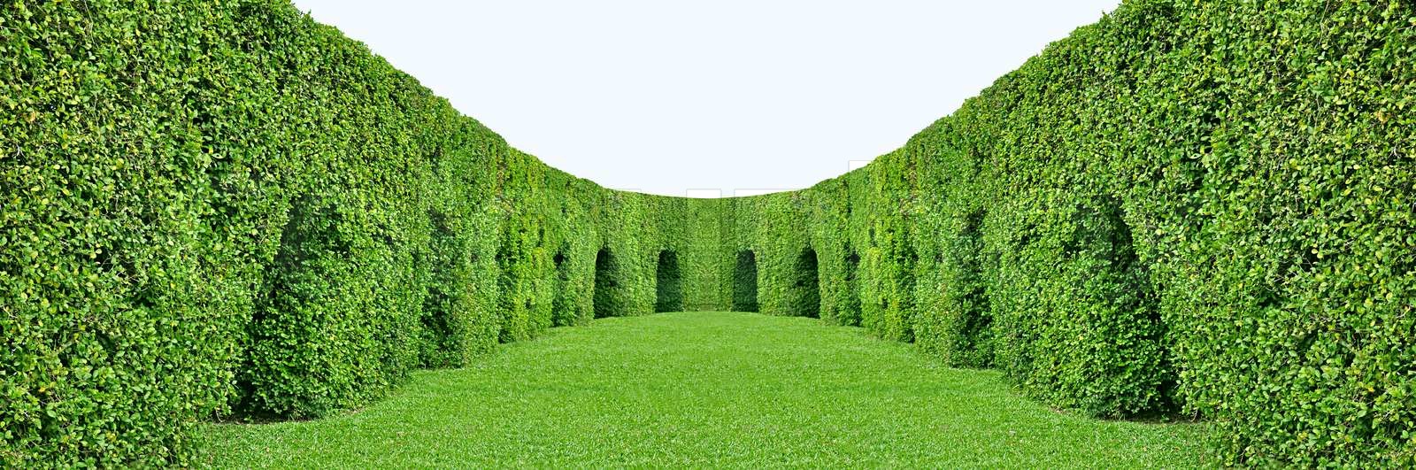 Dwarf tree arch wall | Stock image | Colourbox