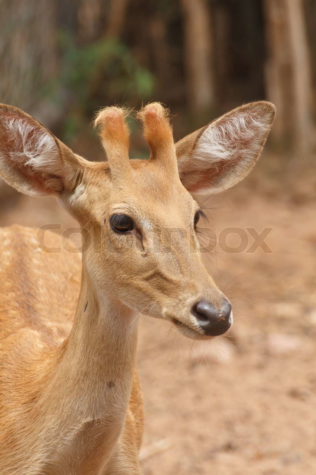 deer head shot | Stock image | Colourbox
