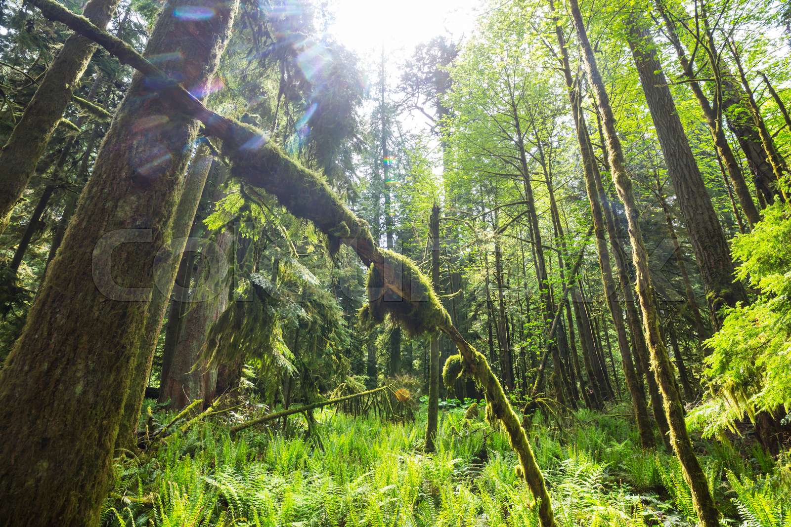 Rain forest | Stock image | Colourbox