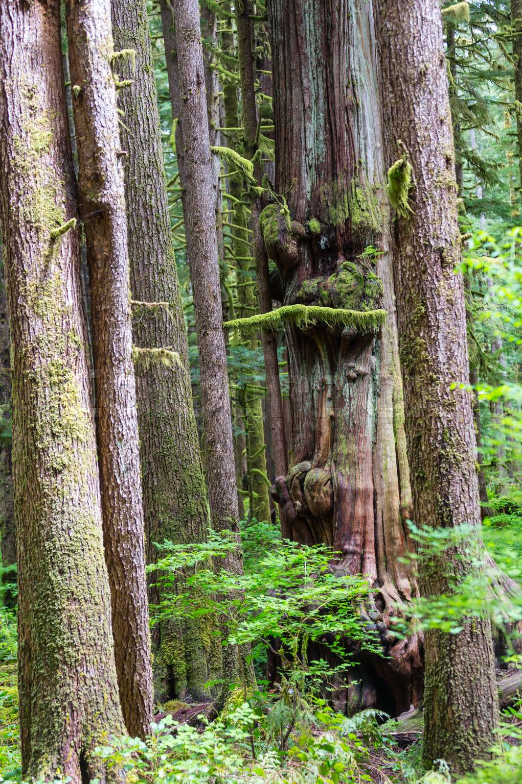 Rain forest | Stock image | Colourbox