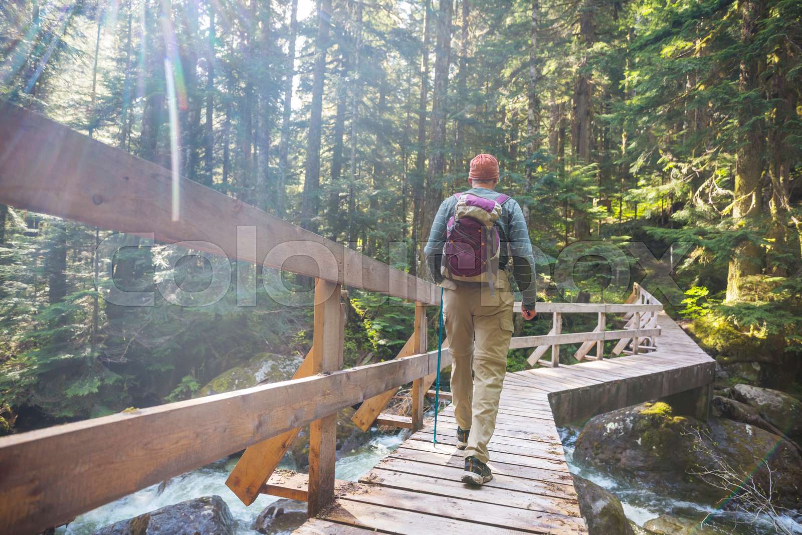 Bridge in forest | Stock image | Colourbox