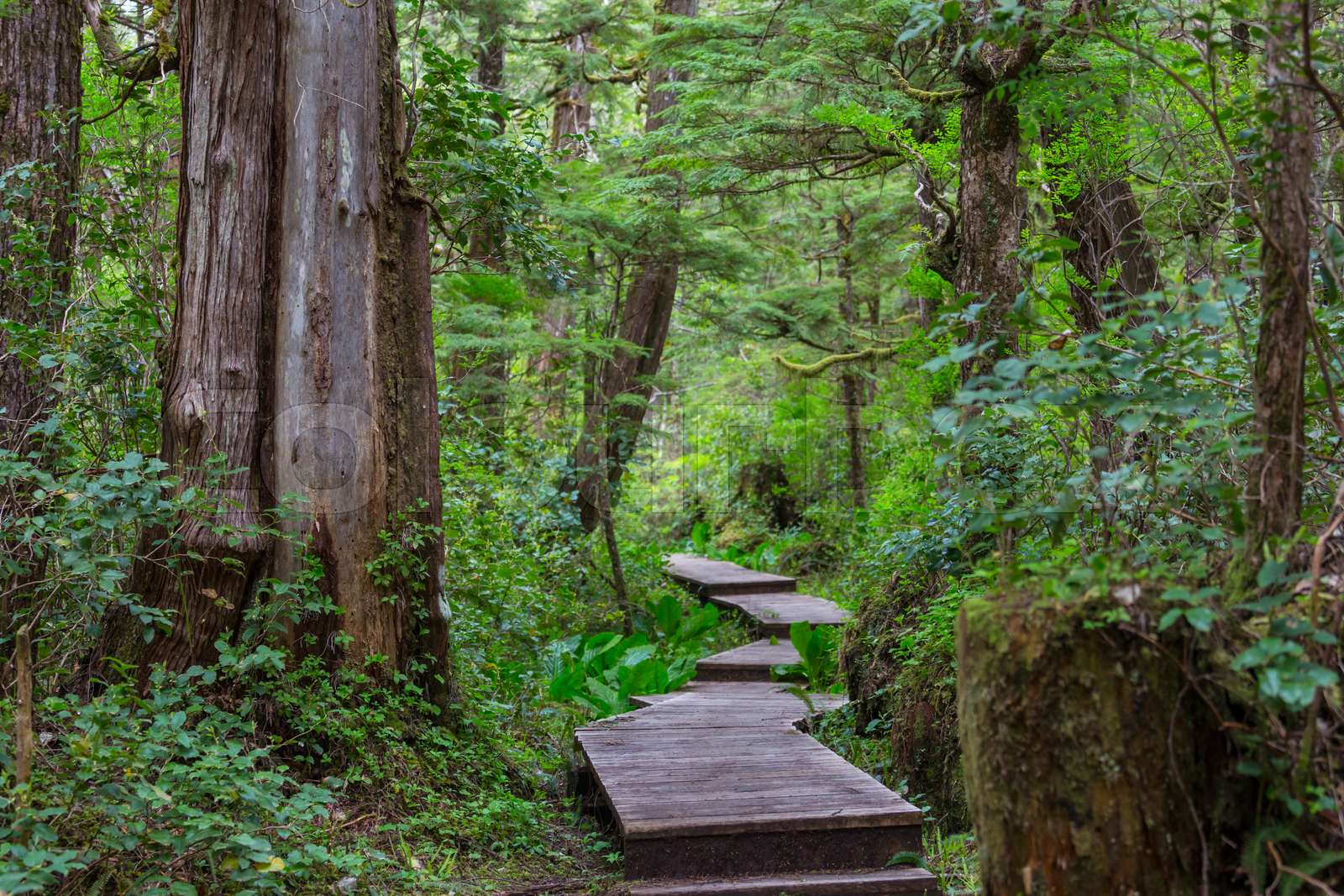 Boardwalk in the forest | Stock image | Colourbox