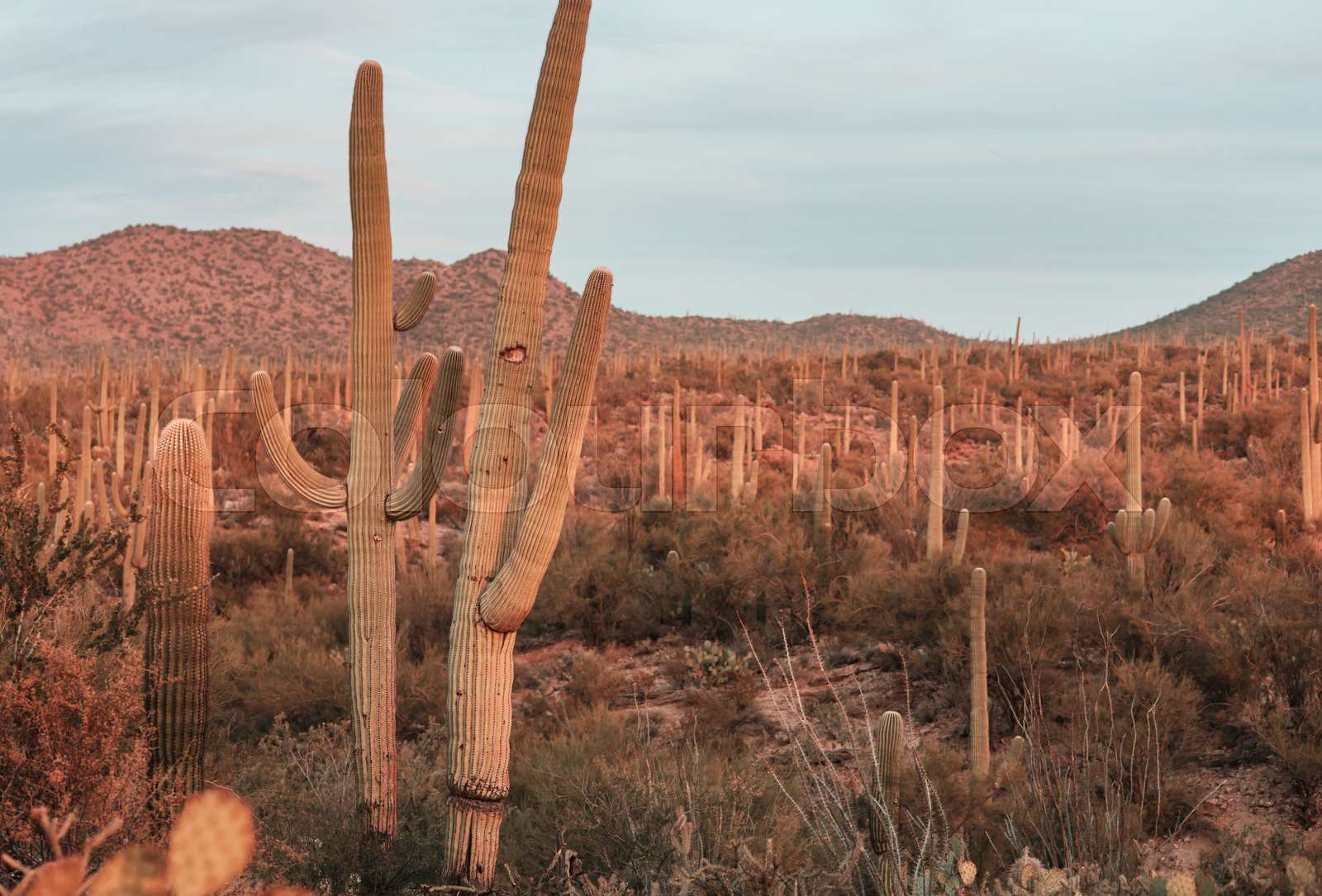 Cactus | Stock image | Colourbox