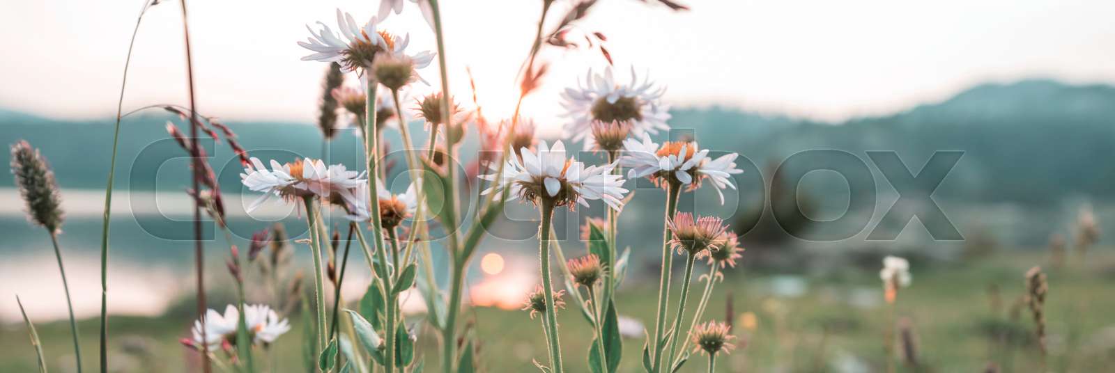 wiese, wildblumen, blumen | Stock Bild | Colourbox
