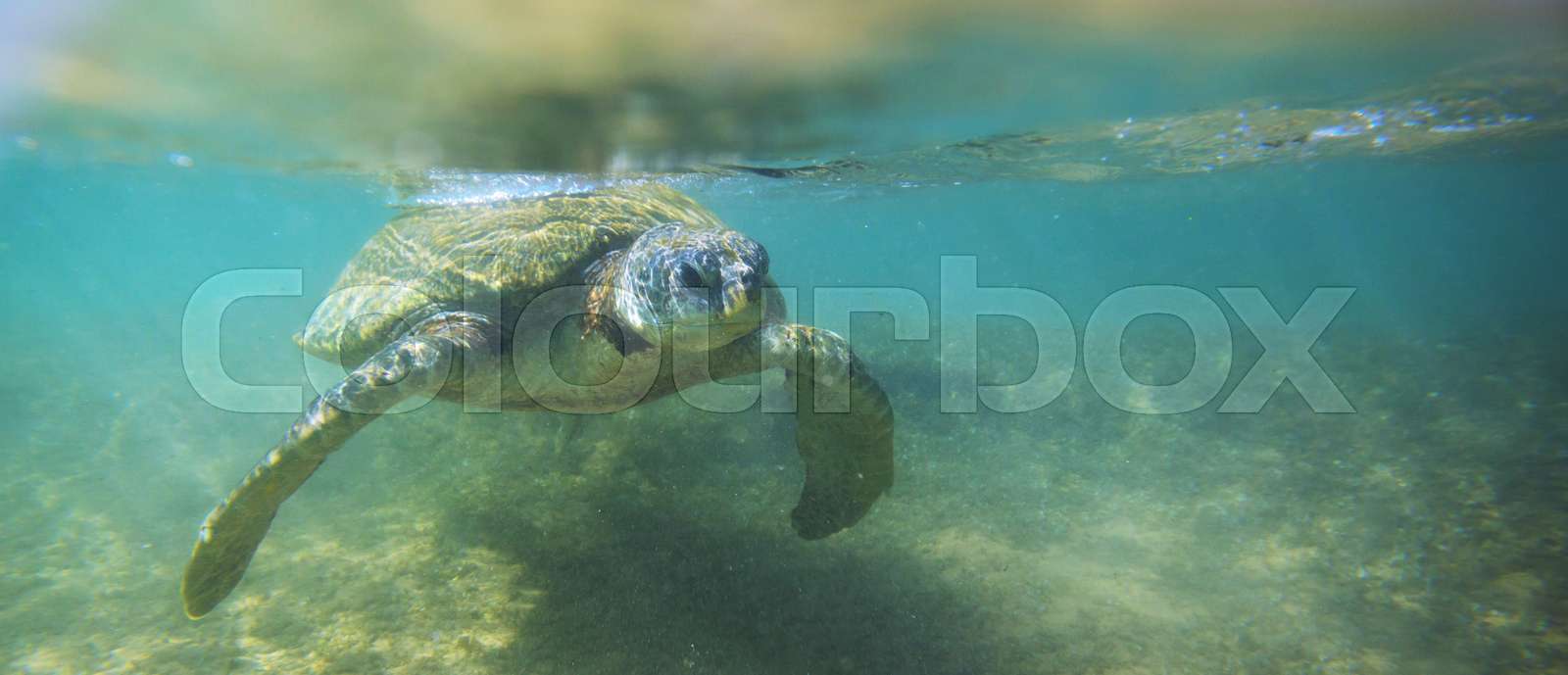 Turtle | Stock image | Colourbox