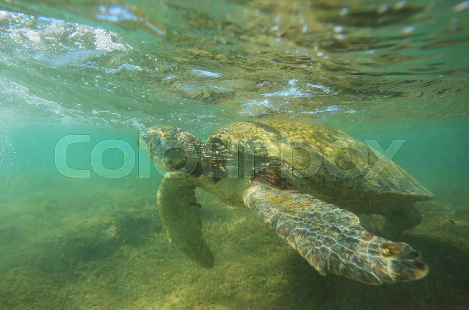 Turtle | Stock image | Colourbox