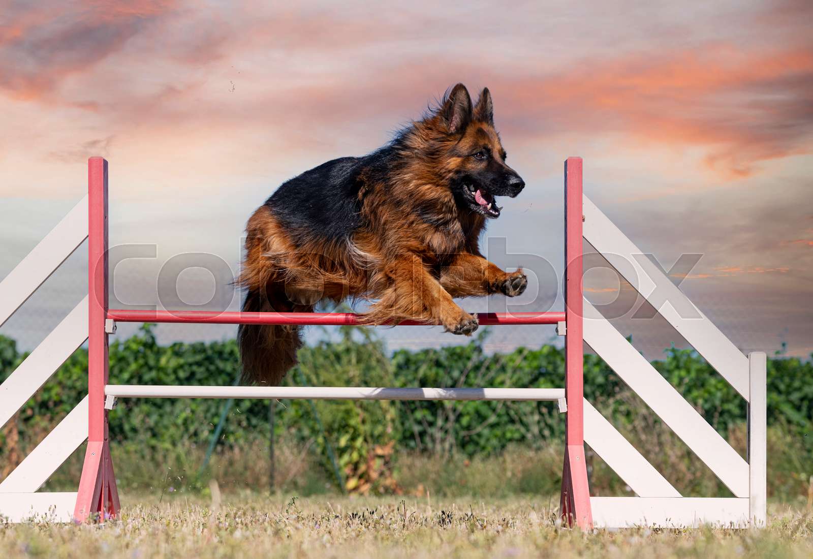 training of agility | Stock image | Colourbox