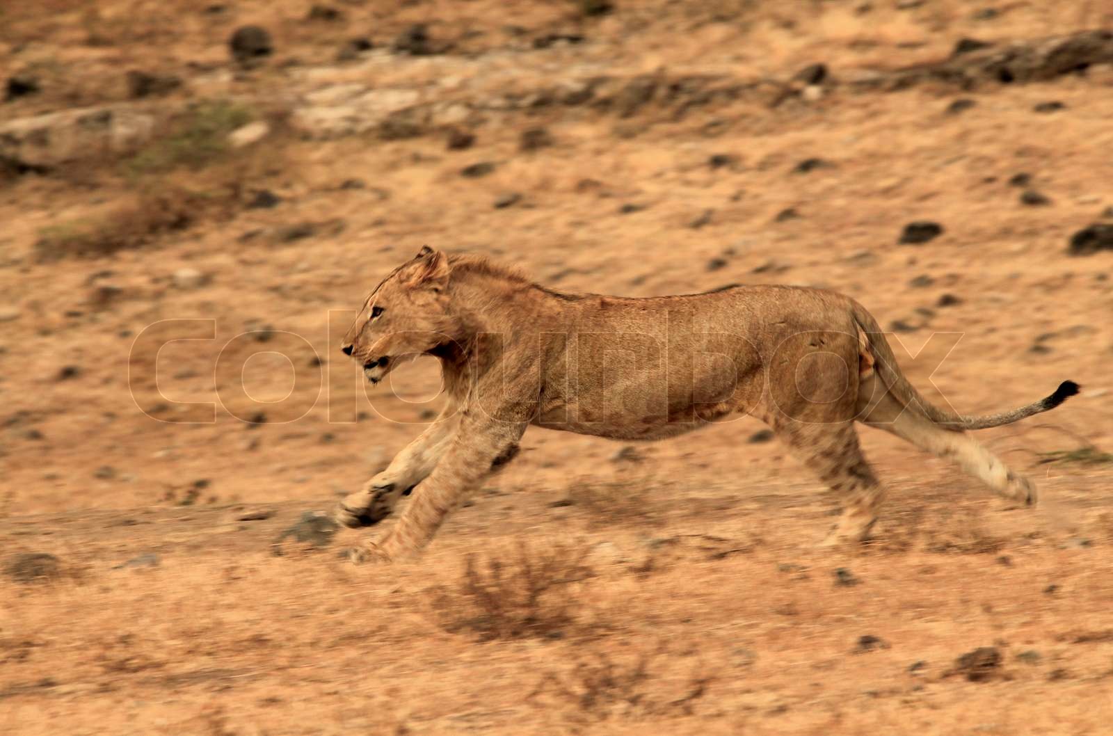 Lion Running | Stock image | Colourbox