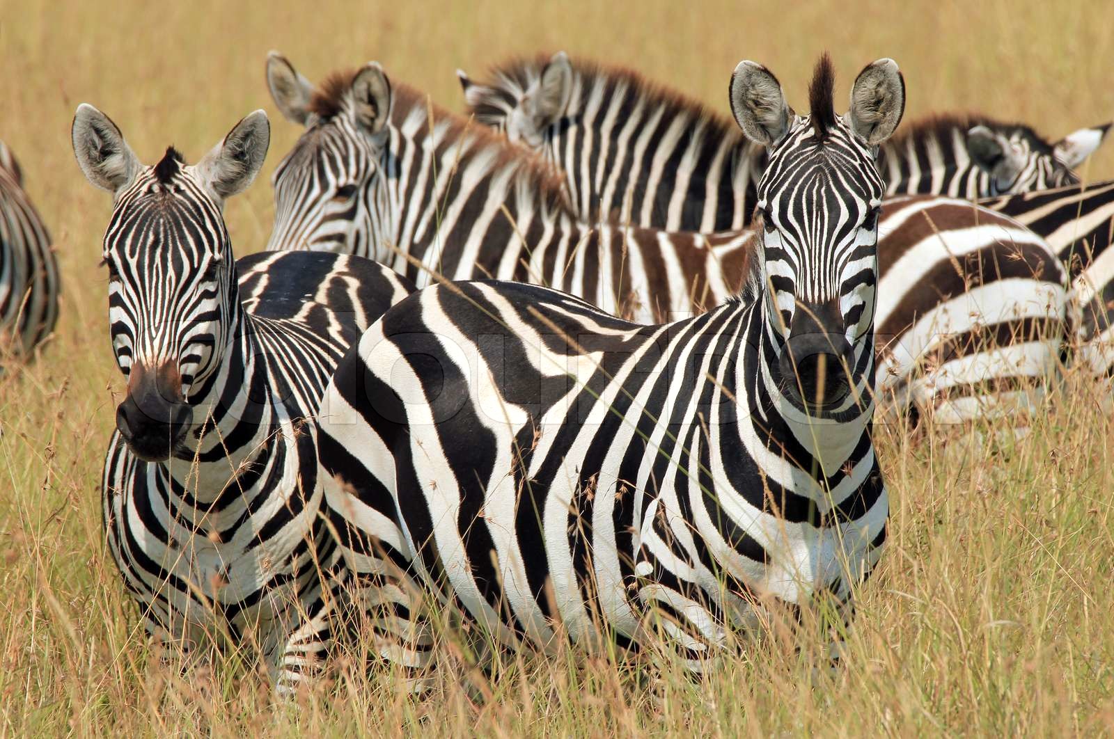 Zebras | Stock Bild | Colourbox