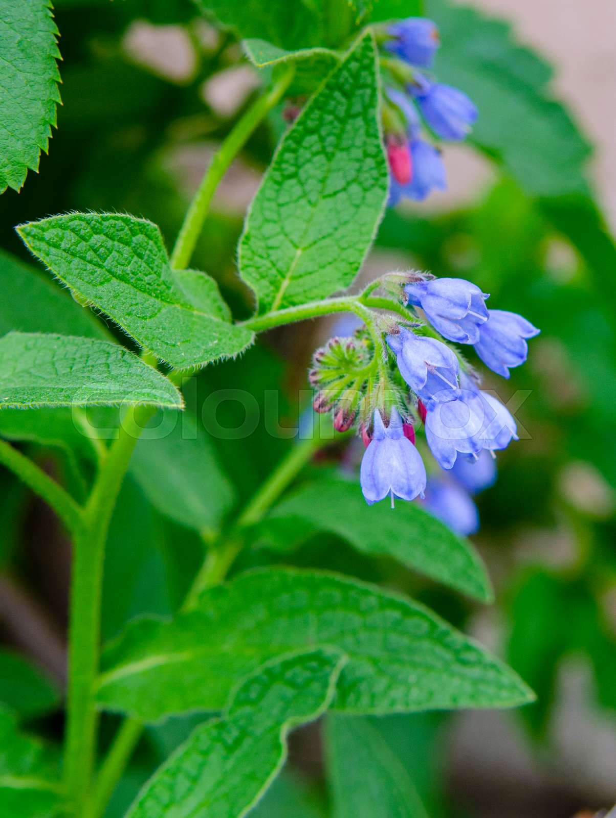 Comfrey Plant Medicinal Uses
