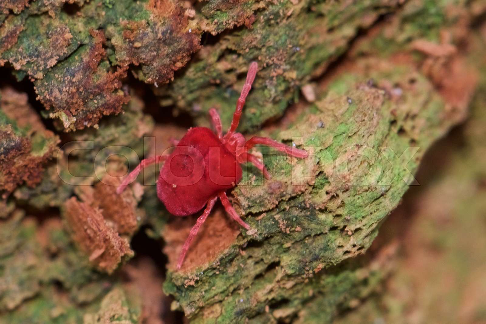 Rød jordmide også kaldet jordbær edderkop, er en rød mide der findes i ...
