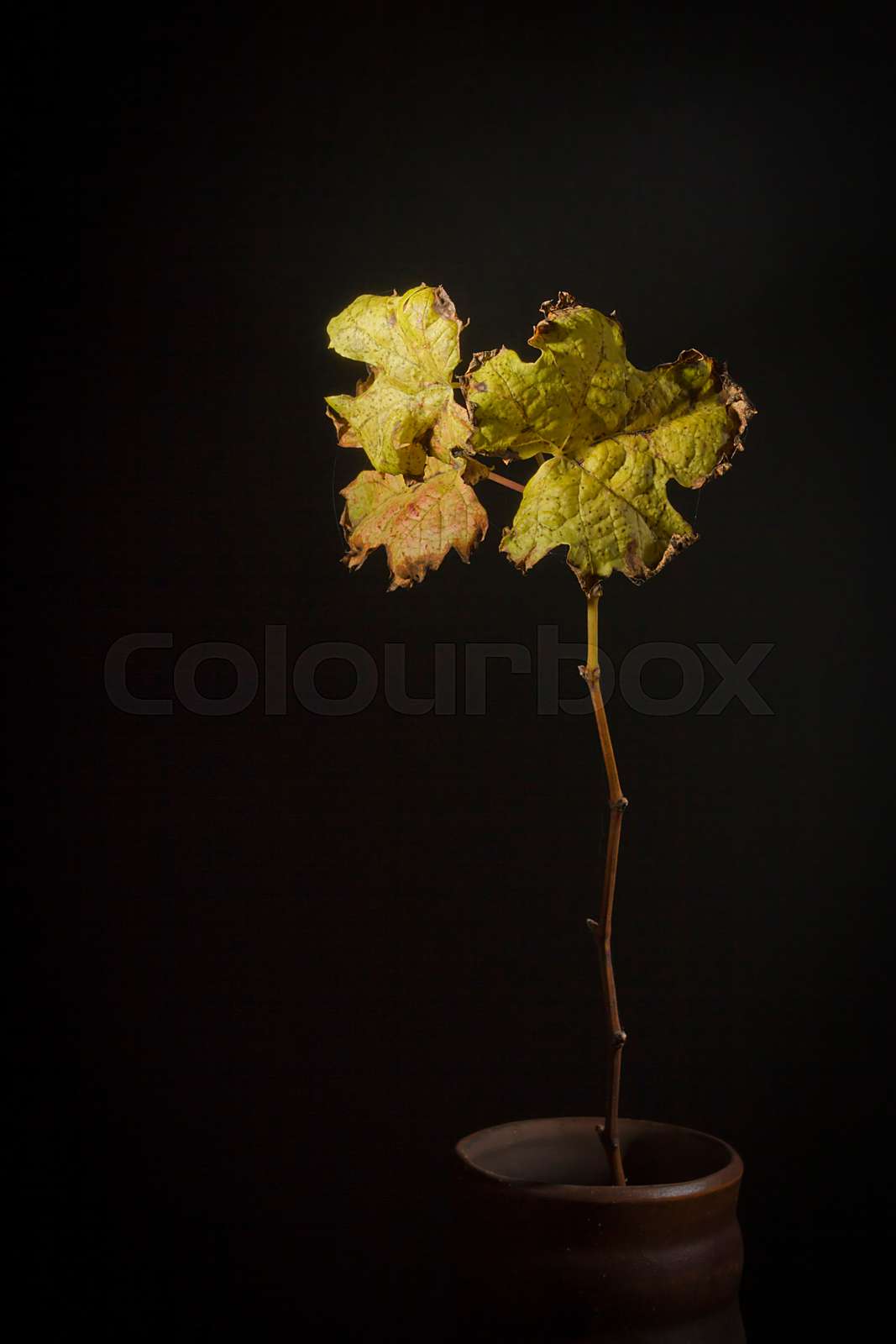 Withered vine leaves | Stock image | Colourbox