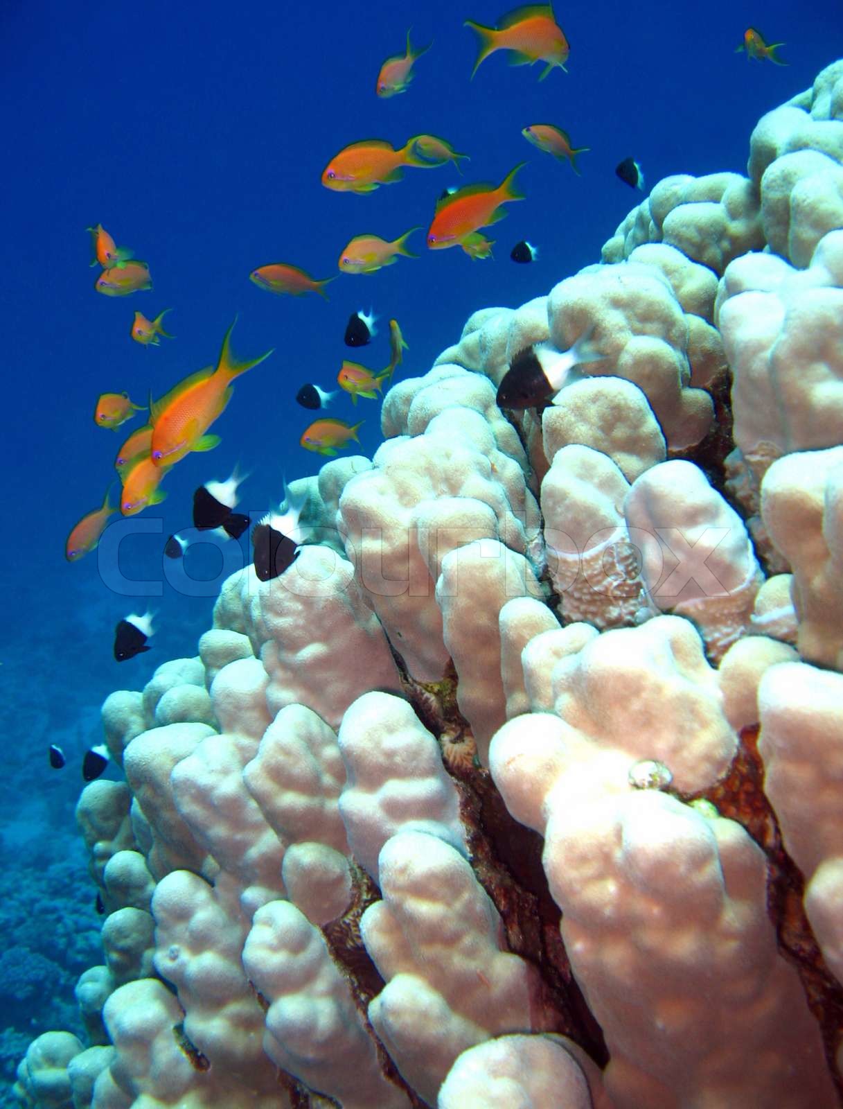Coral Reef and Fish | Stock image | Colourbox