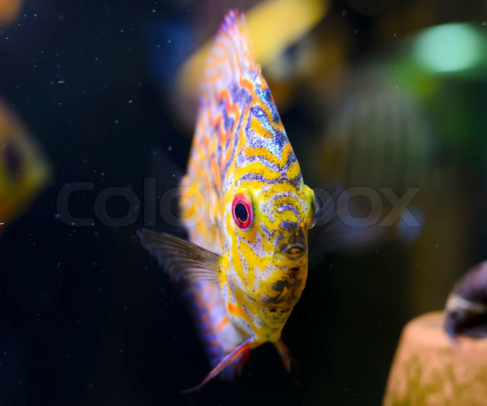 Discus fisk , gul Symphysodon Discus i akvariet | Stock foto | Colourbox