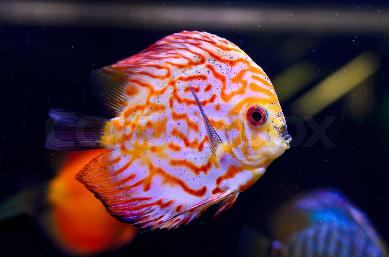 Discus Fisch, rotes Symphysodon Discus im Aquarium | Stock Bild | Colourbox