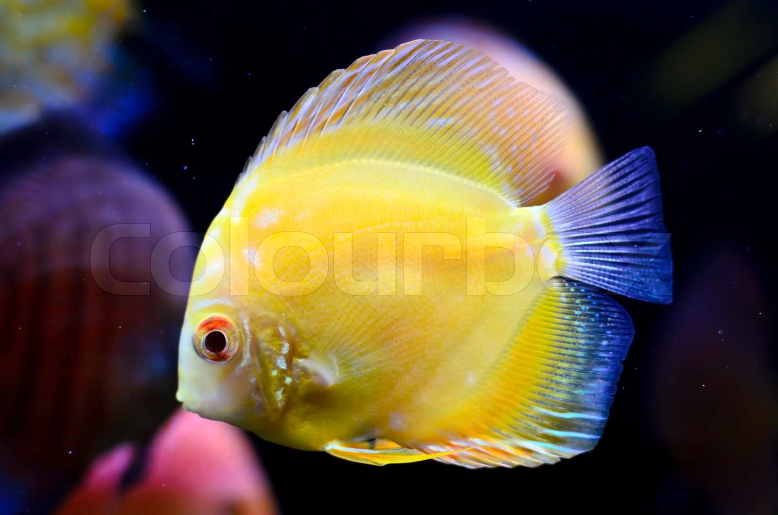 Discus fish, yellow Symphysodon Discus in aquarium | Stock image ...