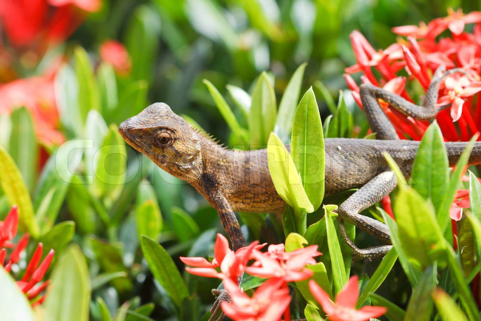 Lizards on red flower | Stock image | Colourbox