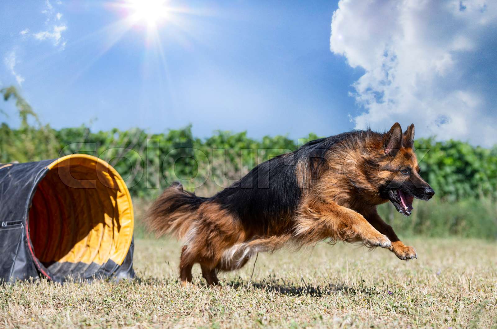 training of agility | Stock image | Colourbox