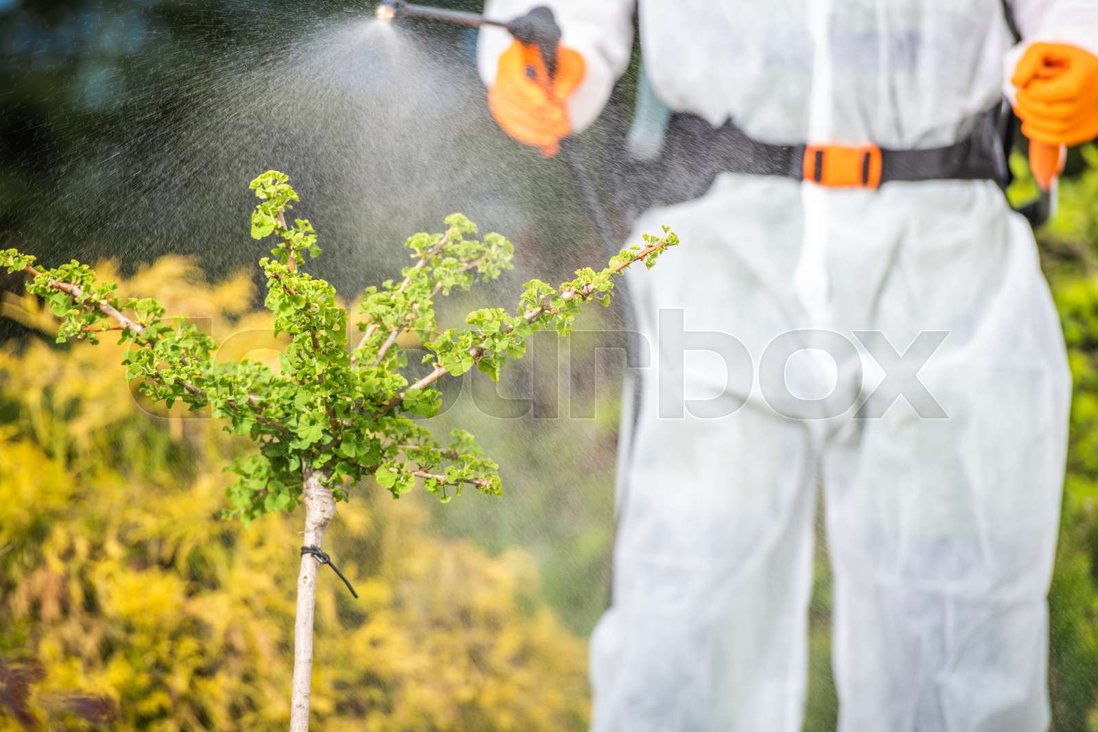 Outdoor Garden Plant Spraying | Stock image | Colourbox