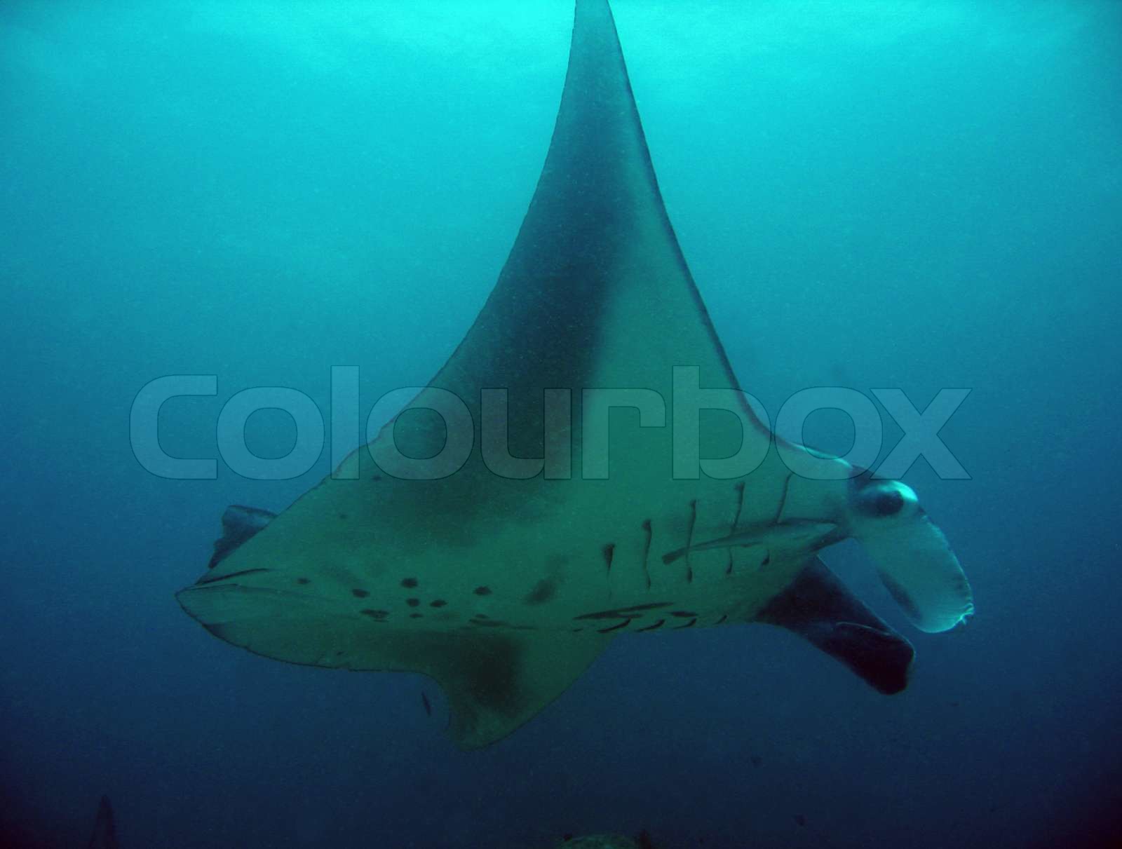 Manta Ray | Stock image | Colourbox