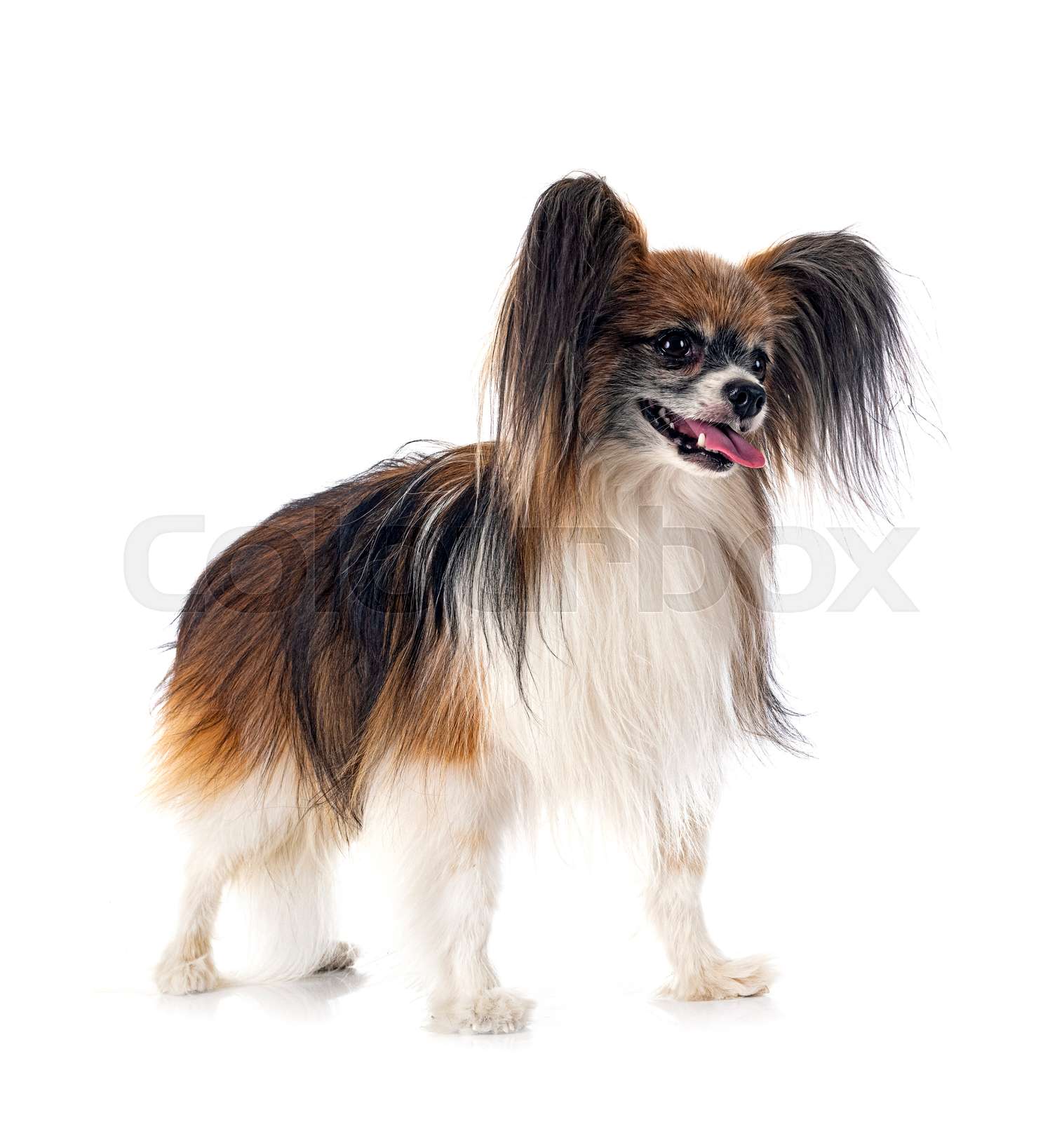papillon dog in studio | Stock image | Colourbox