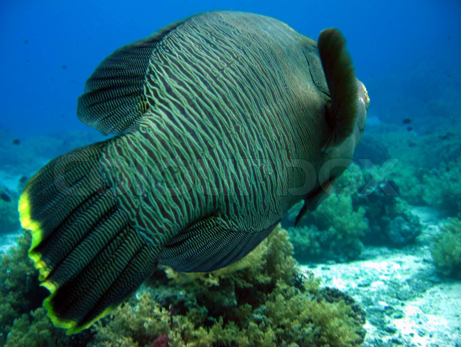 Napoleonfish | Stock image | Colourbox