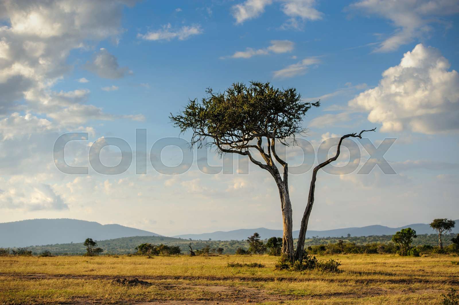 Beautiful landscape with Acacia tree in African savannah | Stock image ...