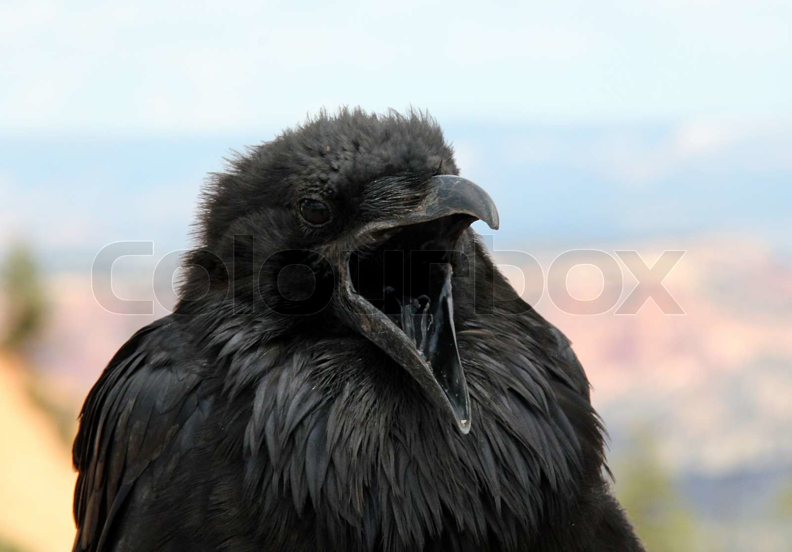 Angry Raven | Stock image | Colourbox
