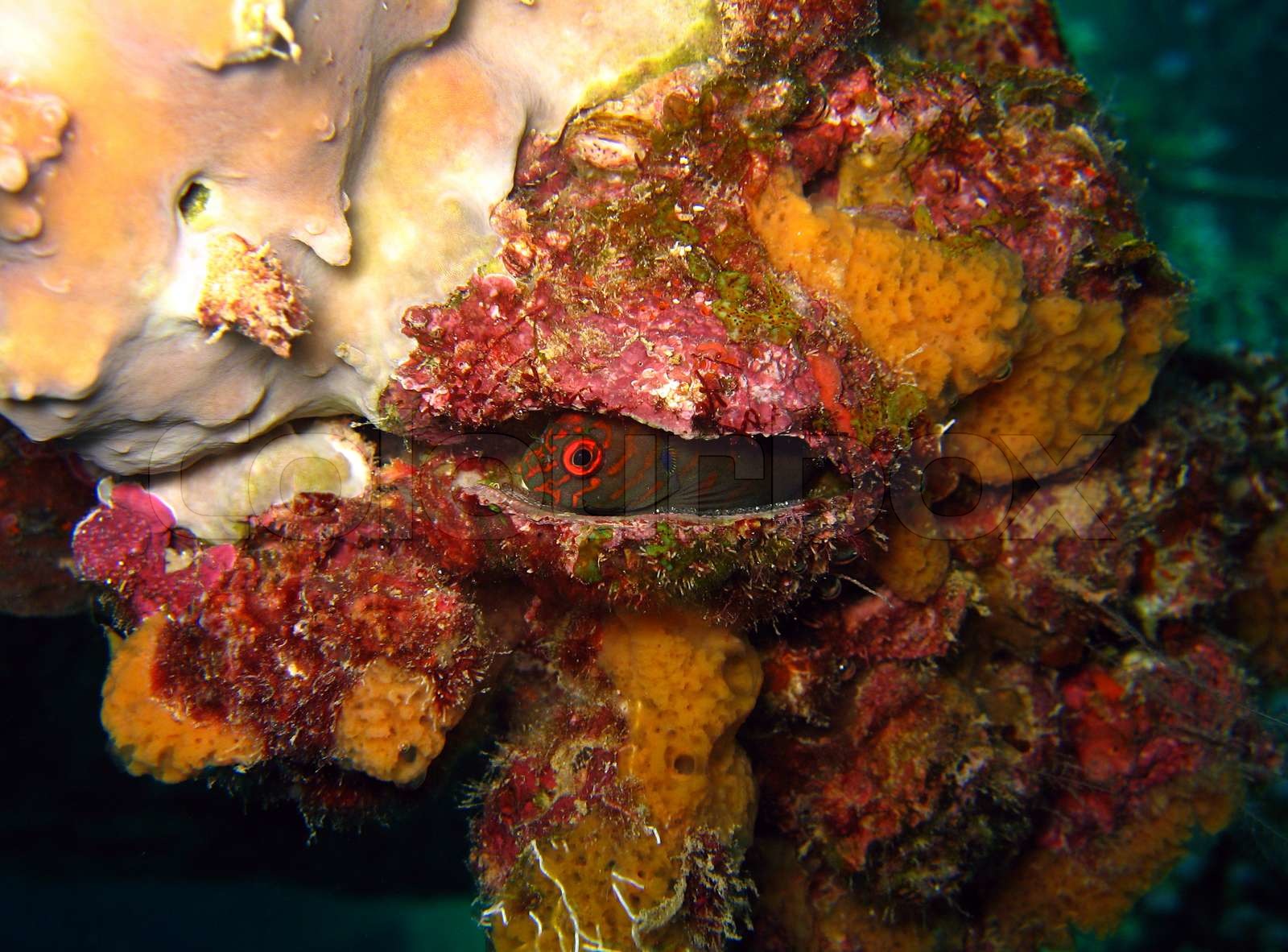 Hideout | Stock image | Colourbox