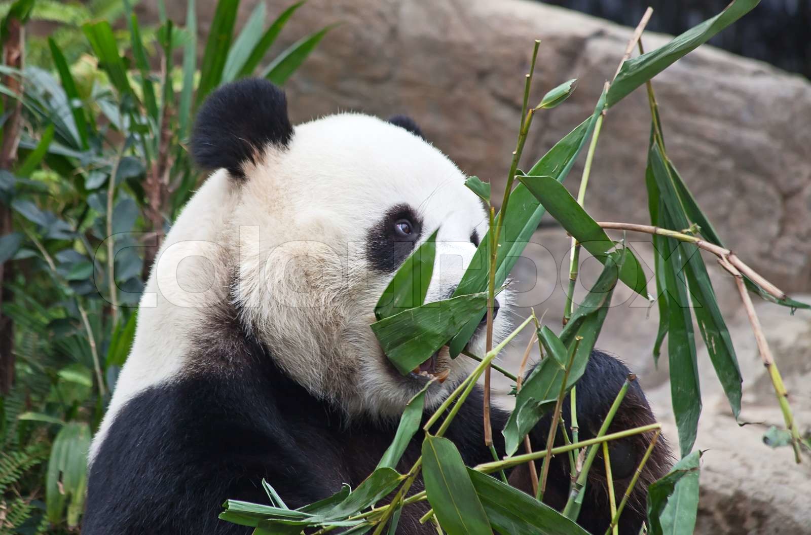 Panda Bär | Stock Bild | Colourbox