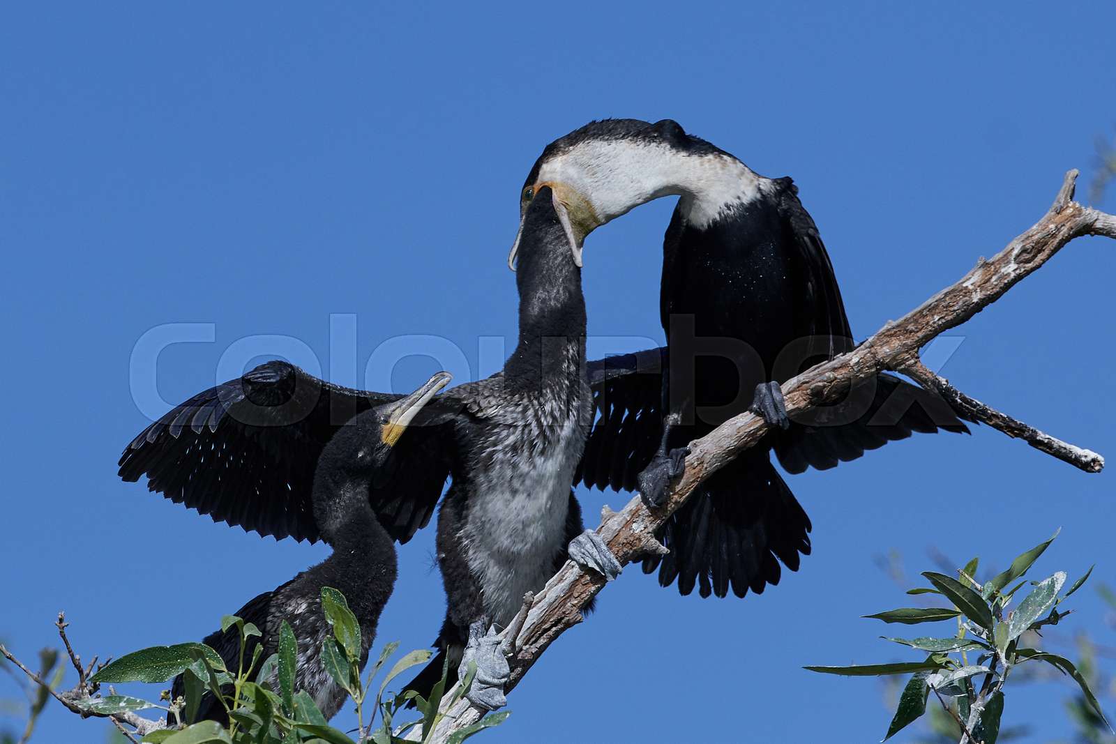 White-breasted cormorant (Phalacrocorax lucidus) | Stock foto | Colourbox