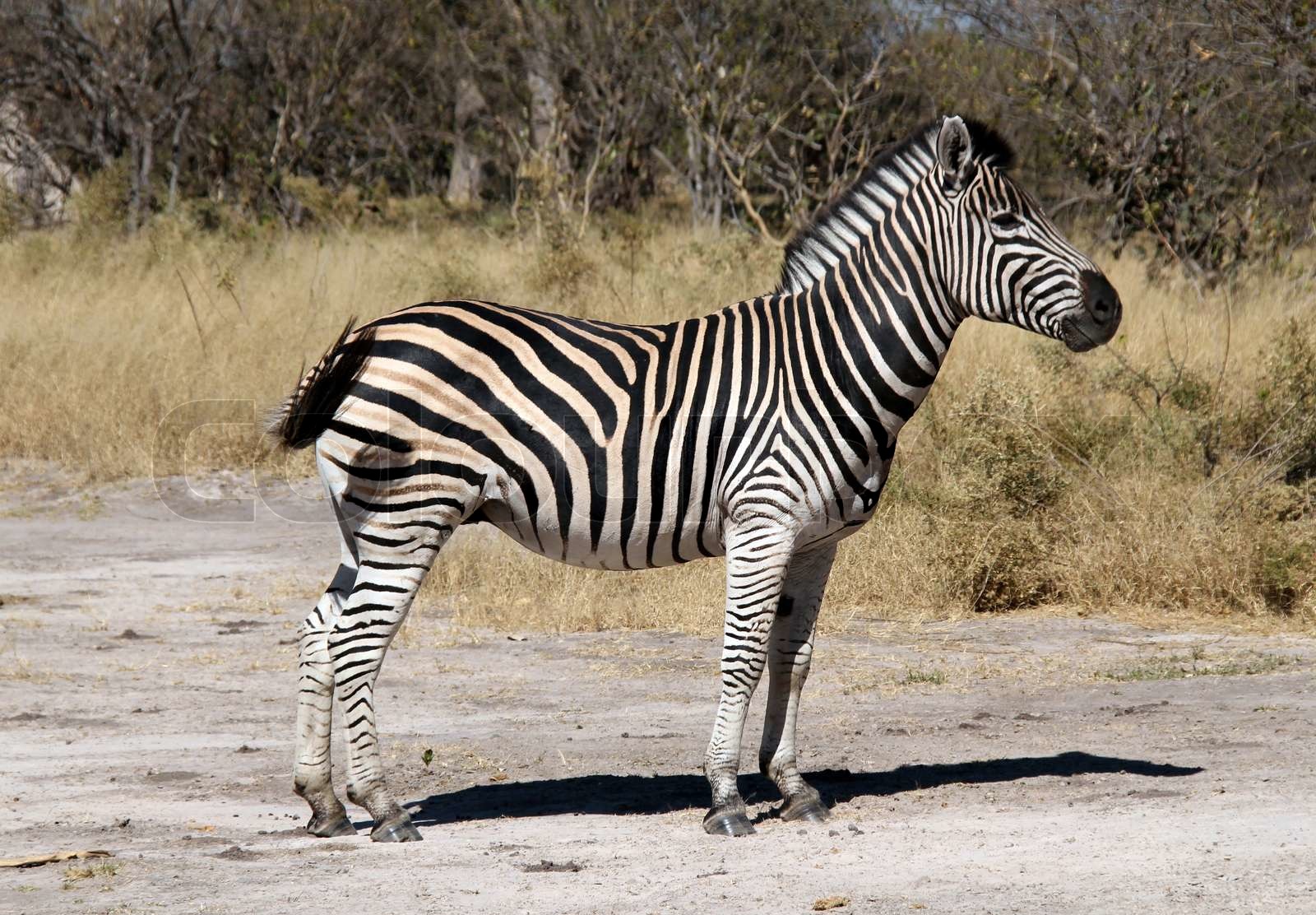 Zebra | Stock Bild | Colourbox