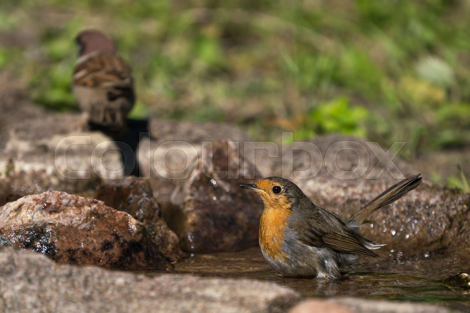 Red robin sitting in a birdbath | Stock image | Colourbox