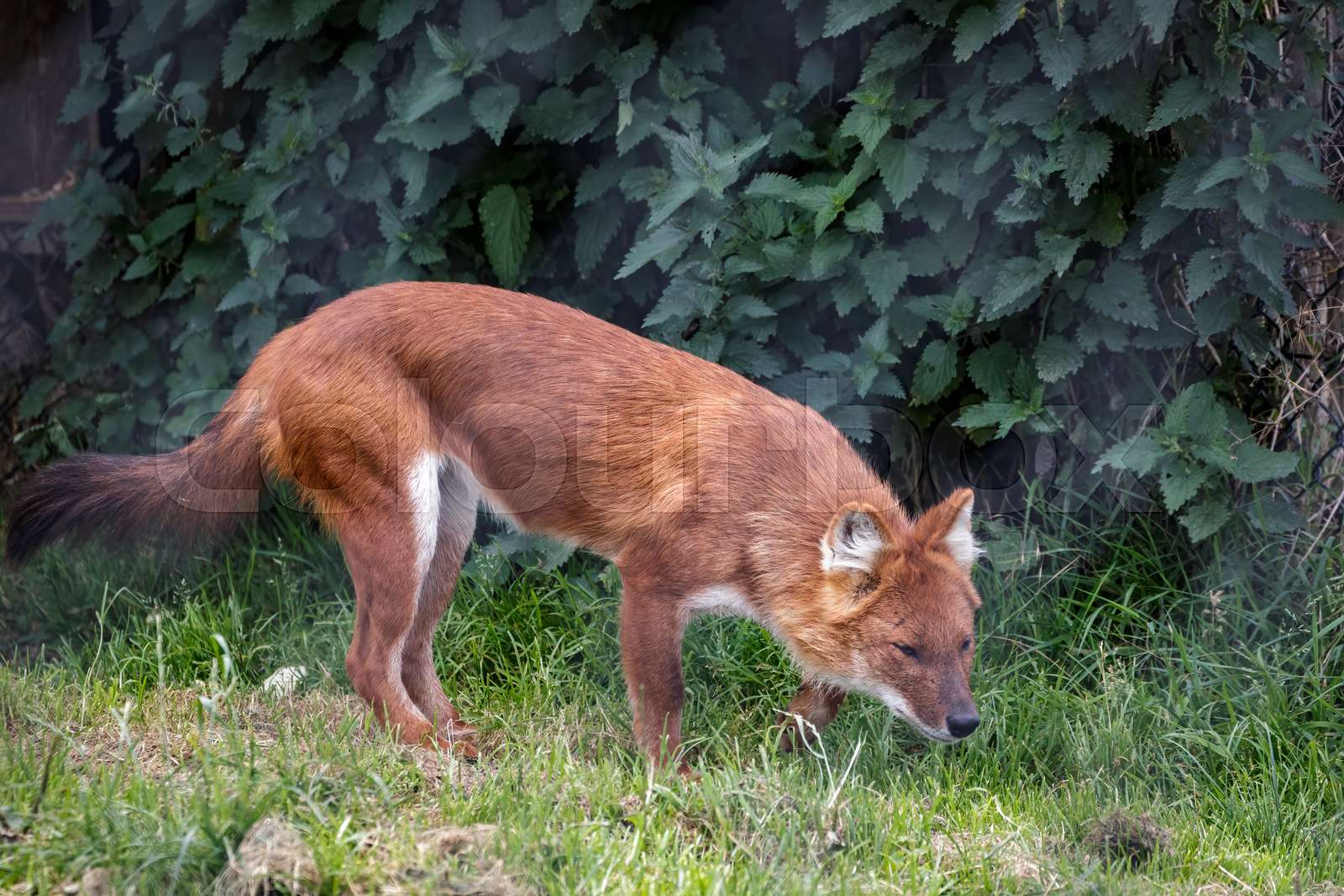 Dhole also called the Asiatic wild dog or Indian wild dog | Stock image ...