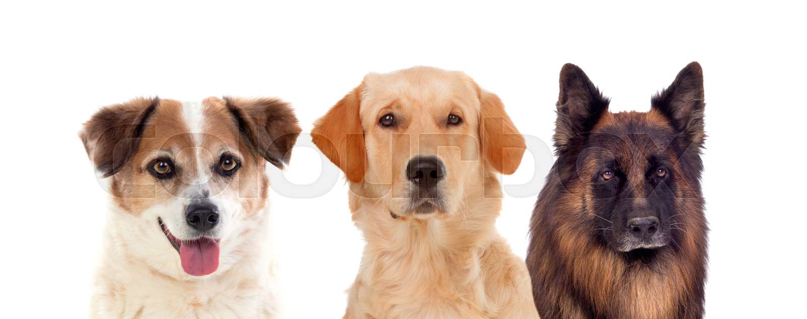 Beautiful portrait of three dogs | Stock image | Colourbox