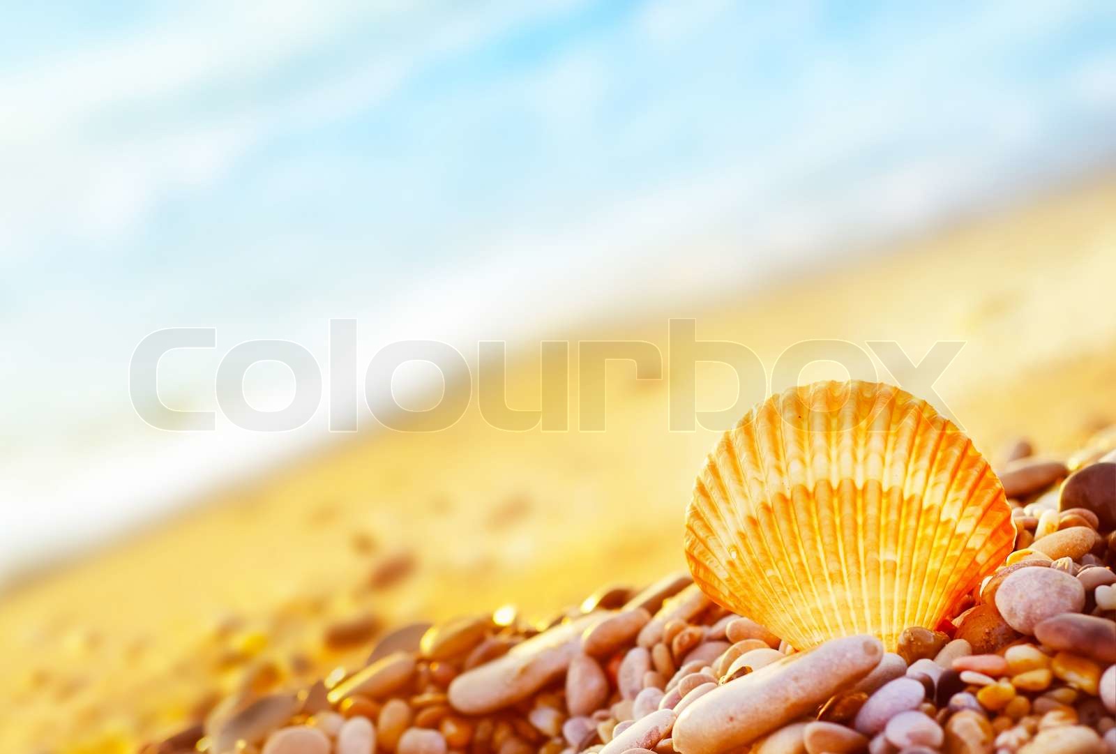 Muschel am Strand | Stock Bild | Colourbox