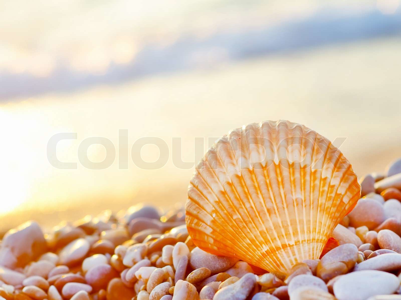 Muschel am Strand | Stock Bild | Colourbox