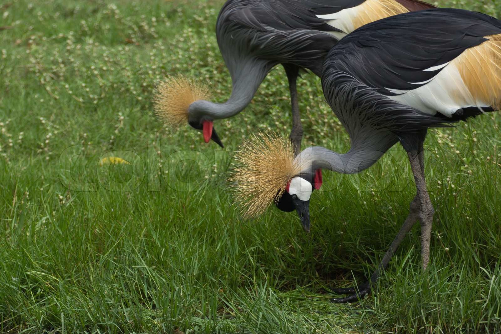 Colorful crowned cranes are self-cleaning | Stock image | Colourbox