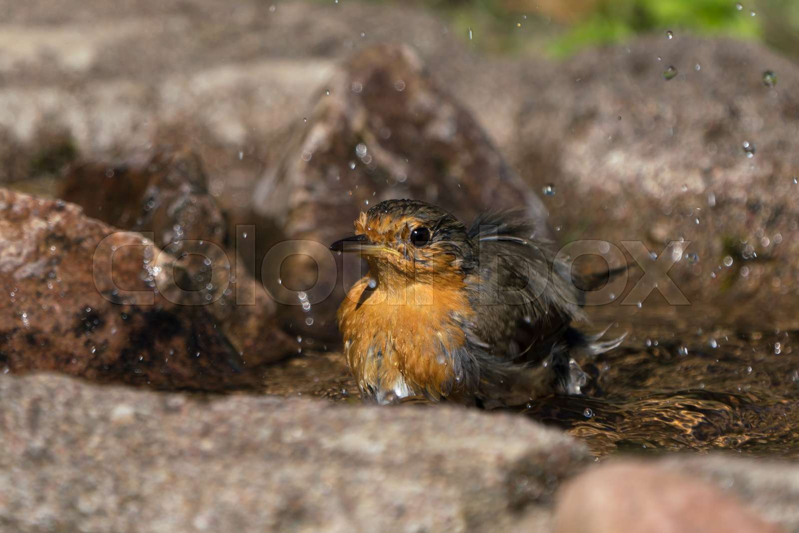 Red robin sitting in a birdbath | Stock image | Colourbox