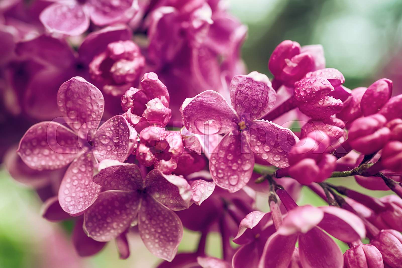 Lilac flowers macro | Stock image | Colourbox