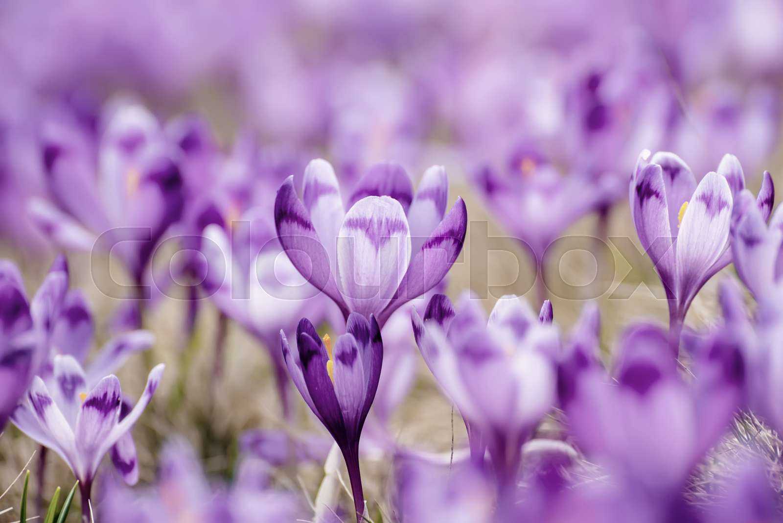 Spring crocus flowers | Stock image | Colourbox